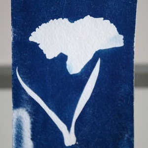 Carnations - Original Cyanotype Art/postcards - Etsy