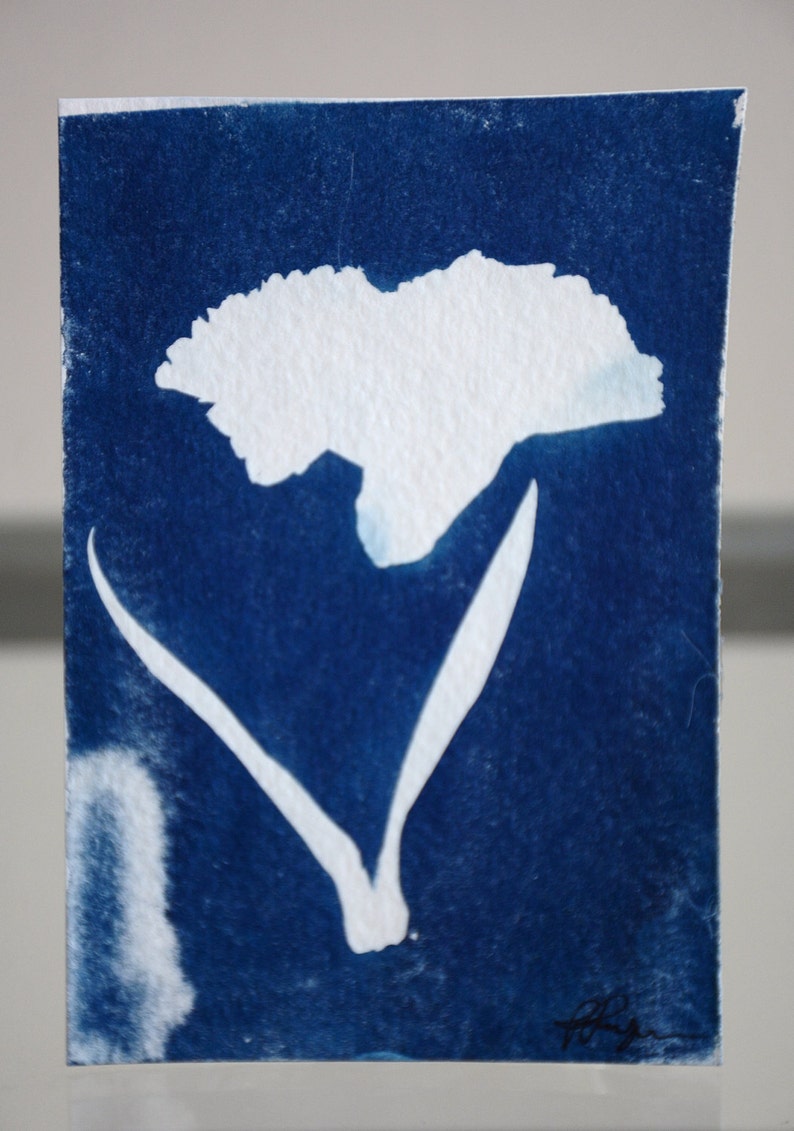Carnations - Original Cyanotype Art/postcards - Etsy