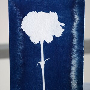 Carnations - Original Cyanotype Art/postcards - Etsy