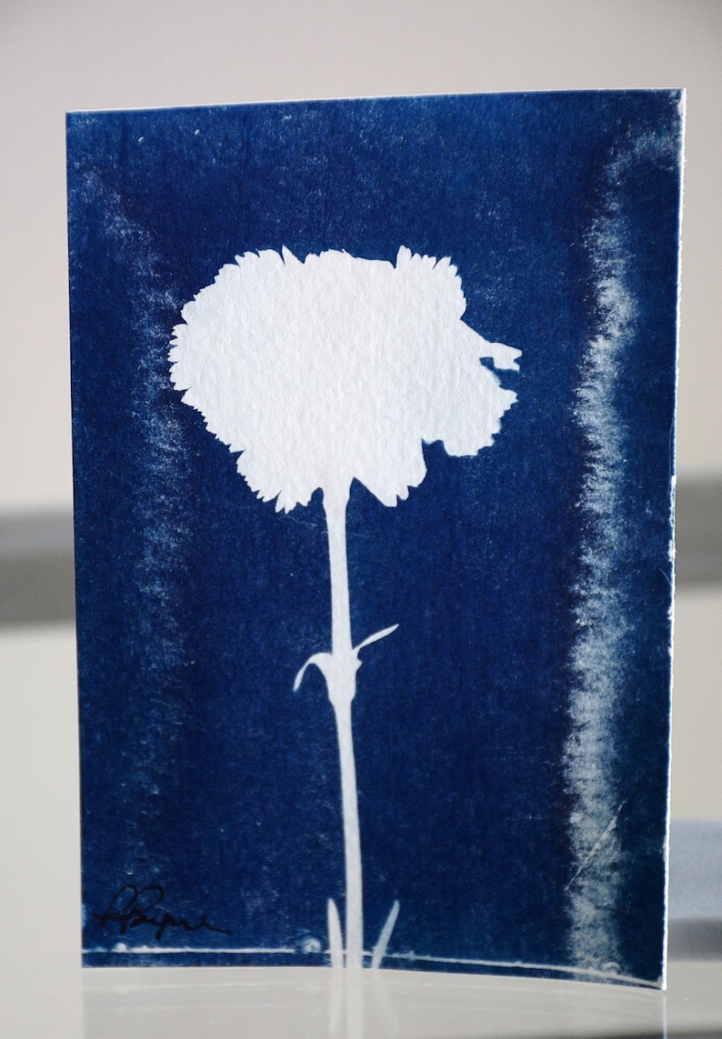 Carnations Original Cyanotype Art/postcards - Etsy