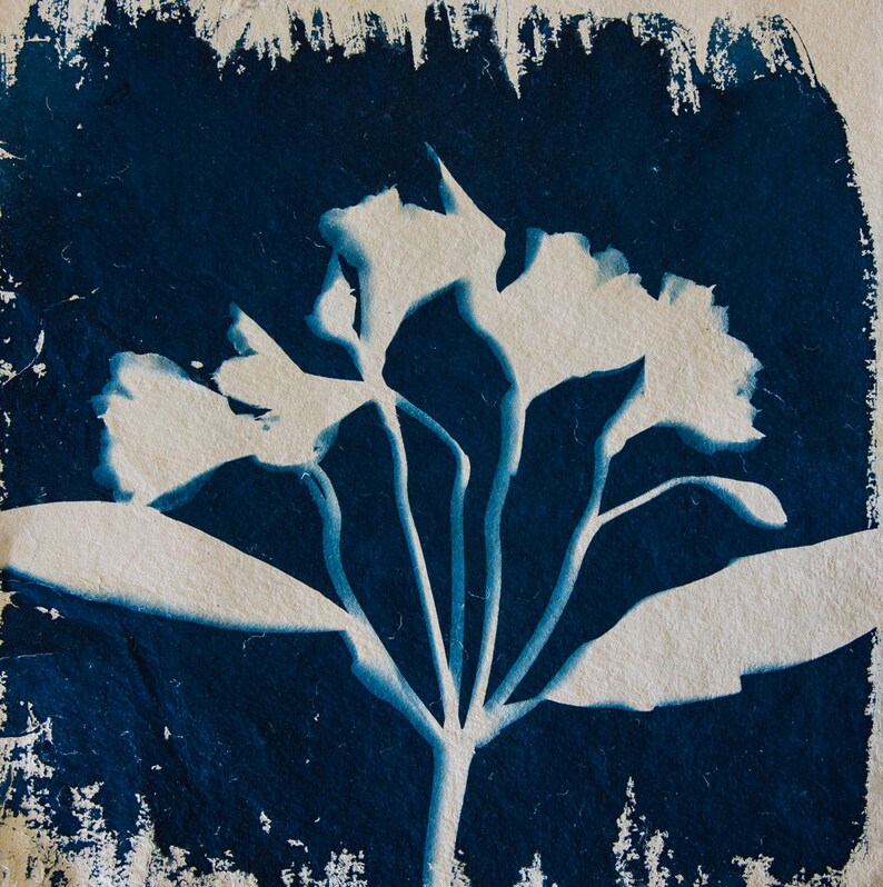 Lily I Original Cyanotype on Watercolor Paper | Etsy