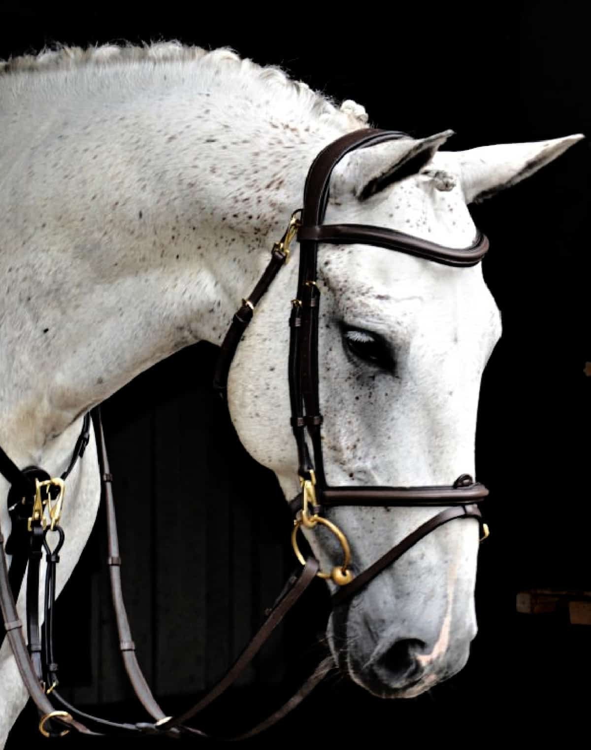 Jumping Bridle With Quick Snap - Etsy