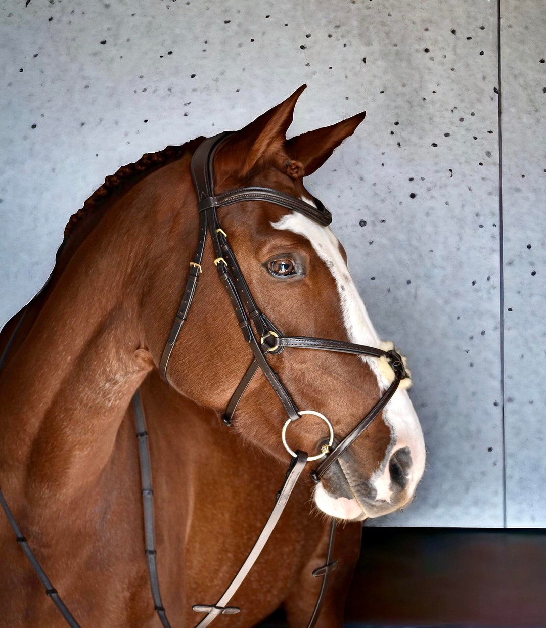 Figure Eight Bridle With Anatomical Design in Natural Tanned Leather - Etsy