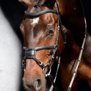 Anatomical Bridle - Verity Bit Lifter for Mouthy / Sensitive Horse ...