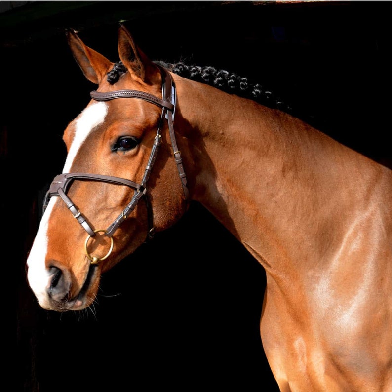 Anatomical Bridle Verity Bit Lifter for Mouthy / Sensitive - Etsy