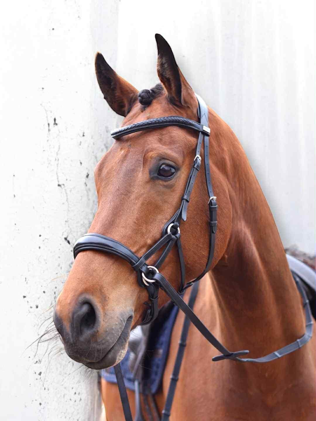 Anatomical Sidepull for Bitless Riding - Italian Natural Tanned Leather - Etsy