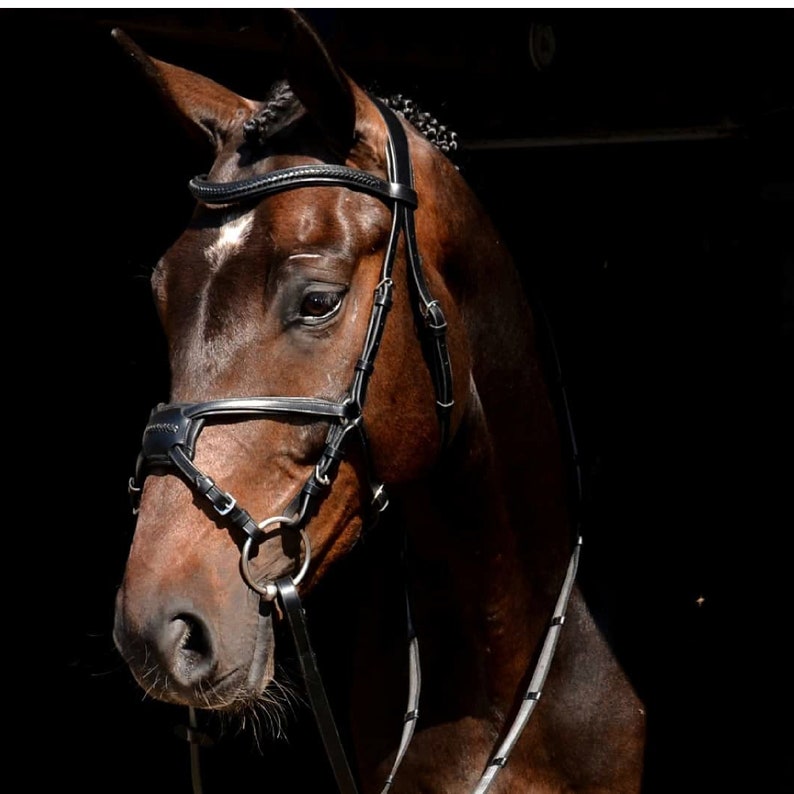 Anatomical Bridle Verity Bit Lifter for Mouthy / Sensitive - Etsy