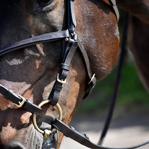 Anatomical Bridle - Verity Bit Lifter for Mouthy / Sensitive Horse ...