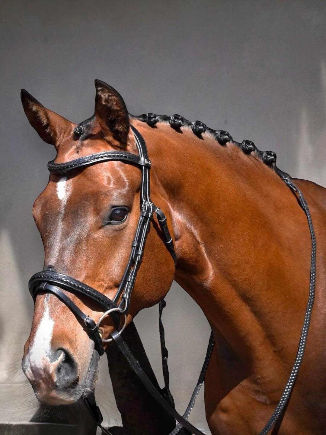 Anatomical Bridle With Braided Decorative Details - Etsy