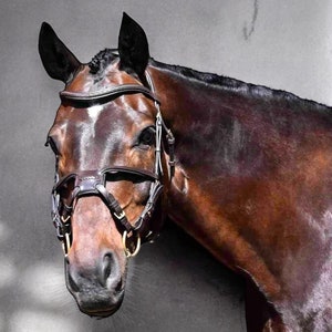 Anatomical Bridle - Verity Bit Lifter for Mouthy / Sensitive Horse ...