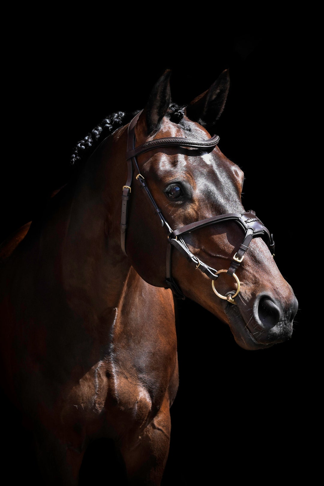 Anatomical Bridle Verity Bit Lifter for Mouthy / Sensitive Horse ...