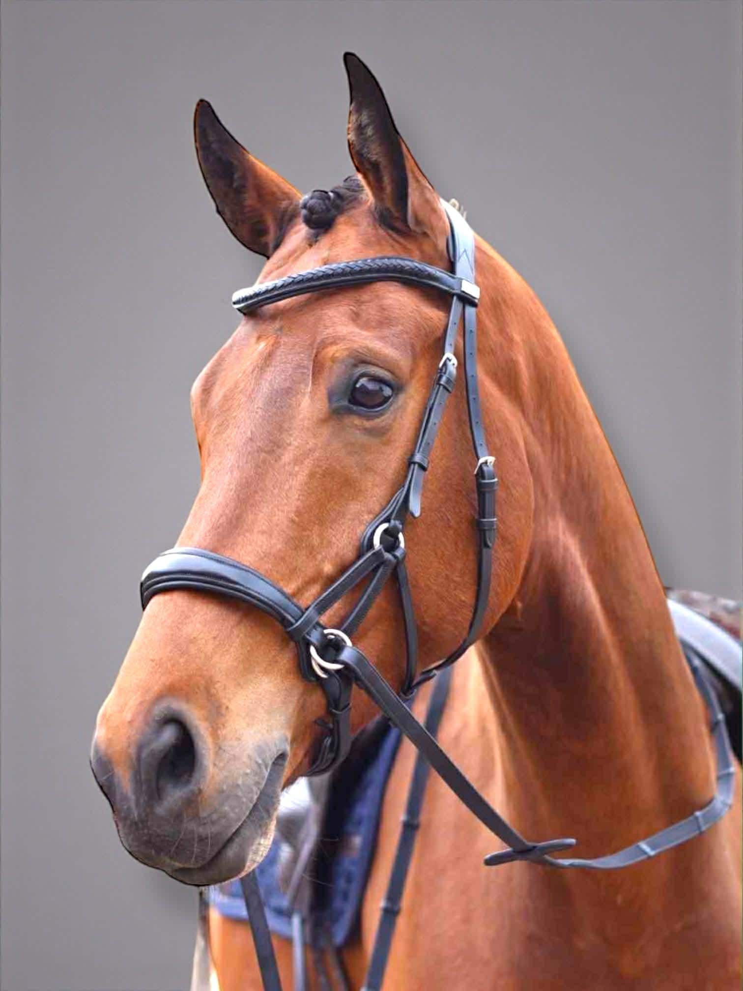 Bitless Bridle | Anatomical Sidepull | Italian LWG Certified Leather ...