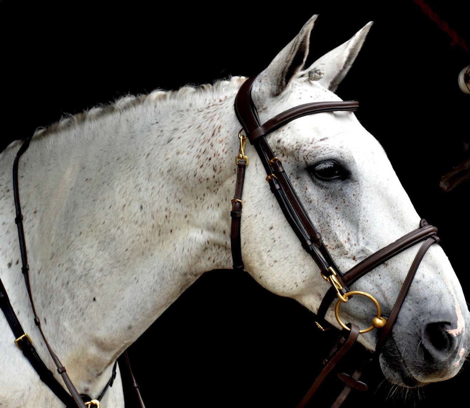 Jumping Bridle With Quick Snap - Etsy