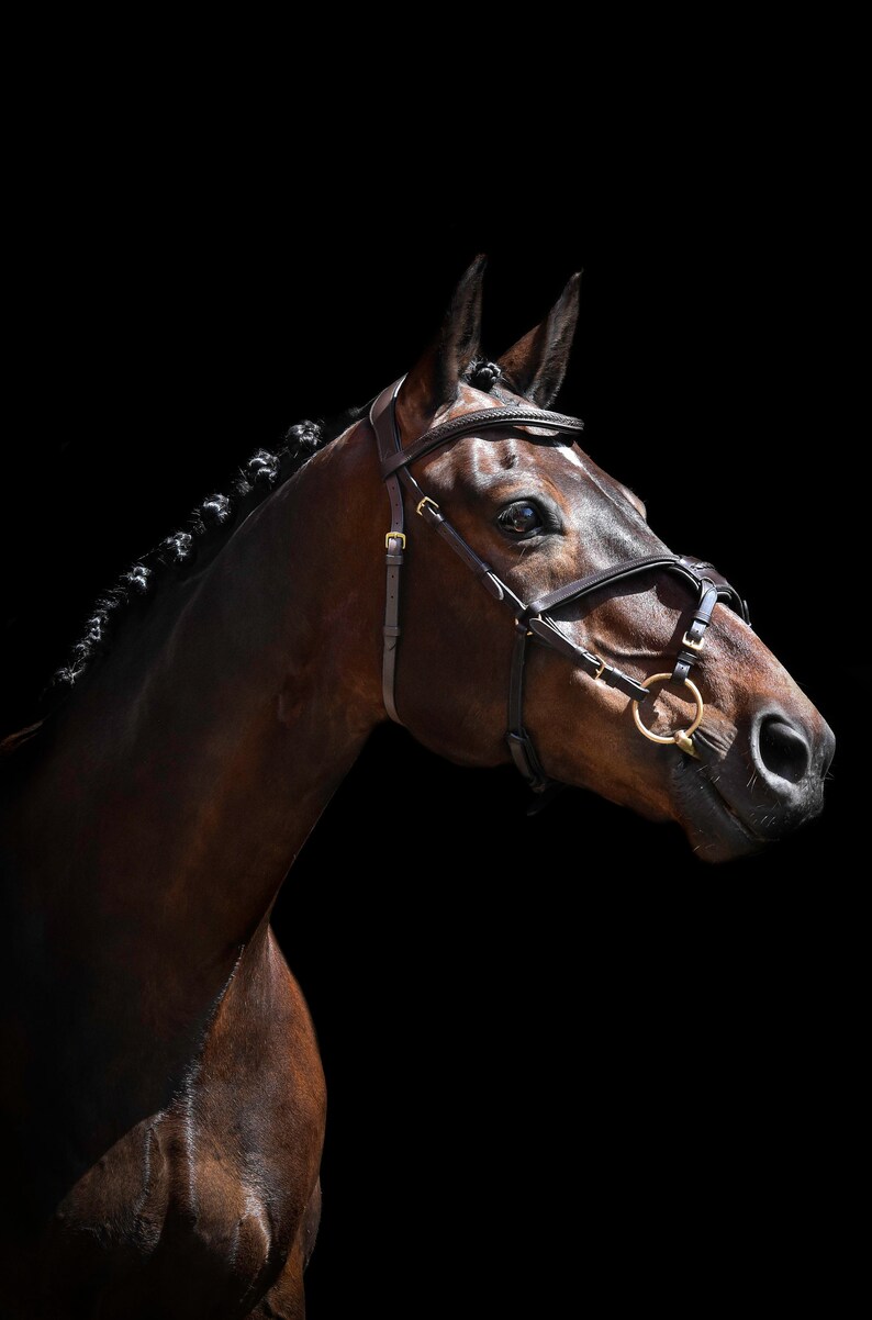 Anatomical Bridle Verity Bit Lifter for Mouthy / Sensitive - Etsy