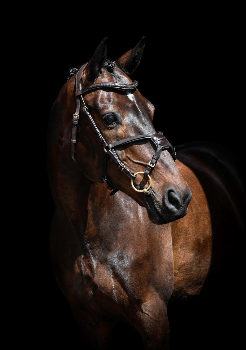 Anatomical Bridle Verity Bit Lifter for Mouthy / Sensitive Horse ...