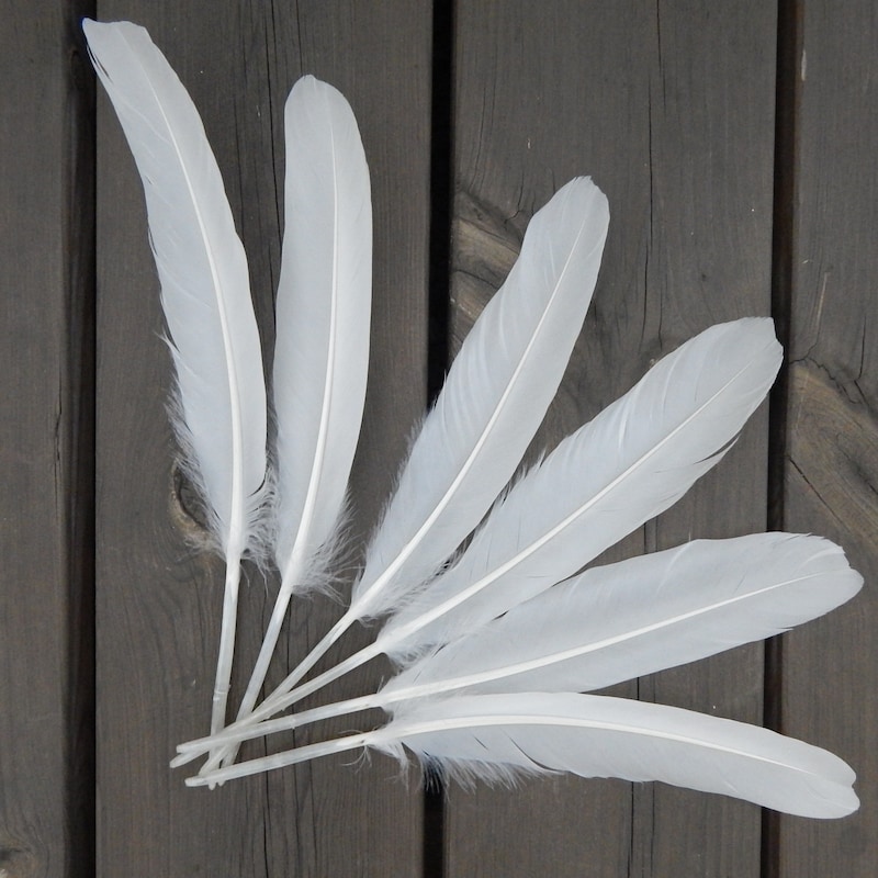 Swan Feathers - Etsy