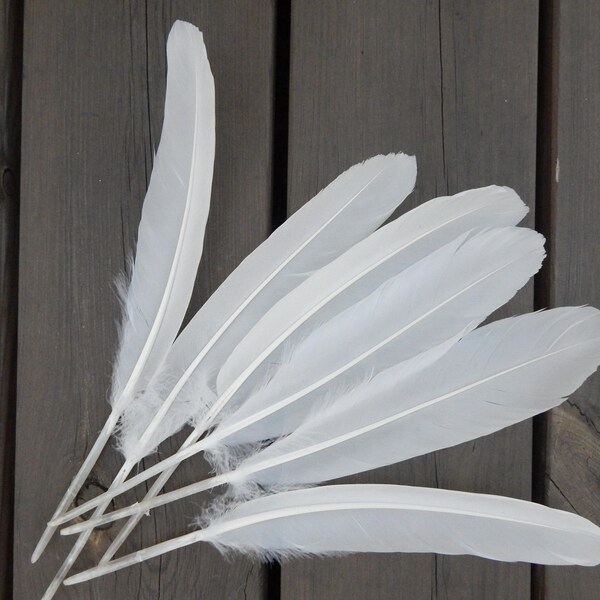 Swan Feather - Etsy