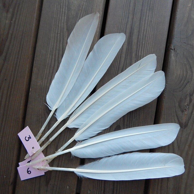 Large Feathers - Etsy