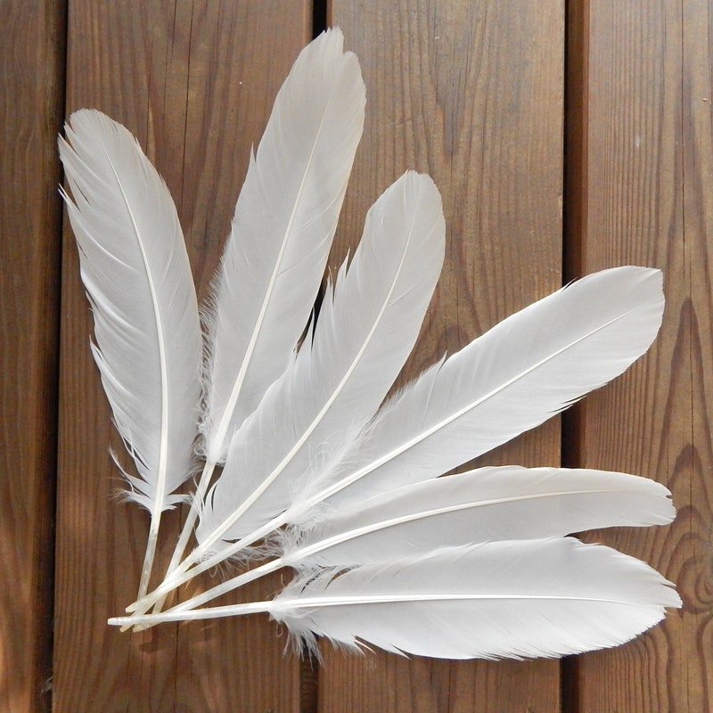 Swan Feathers - Etsy