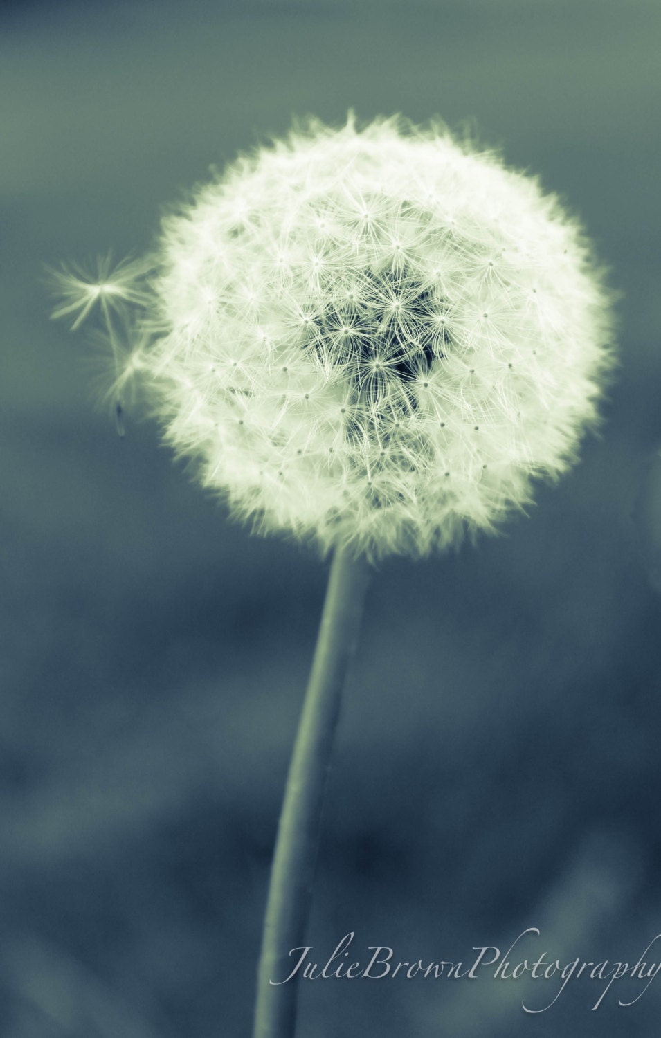 Dandelion Photograph Nature Photography 5x7 8x12 - Etsy