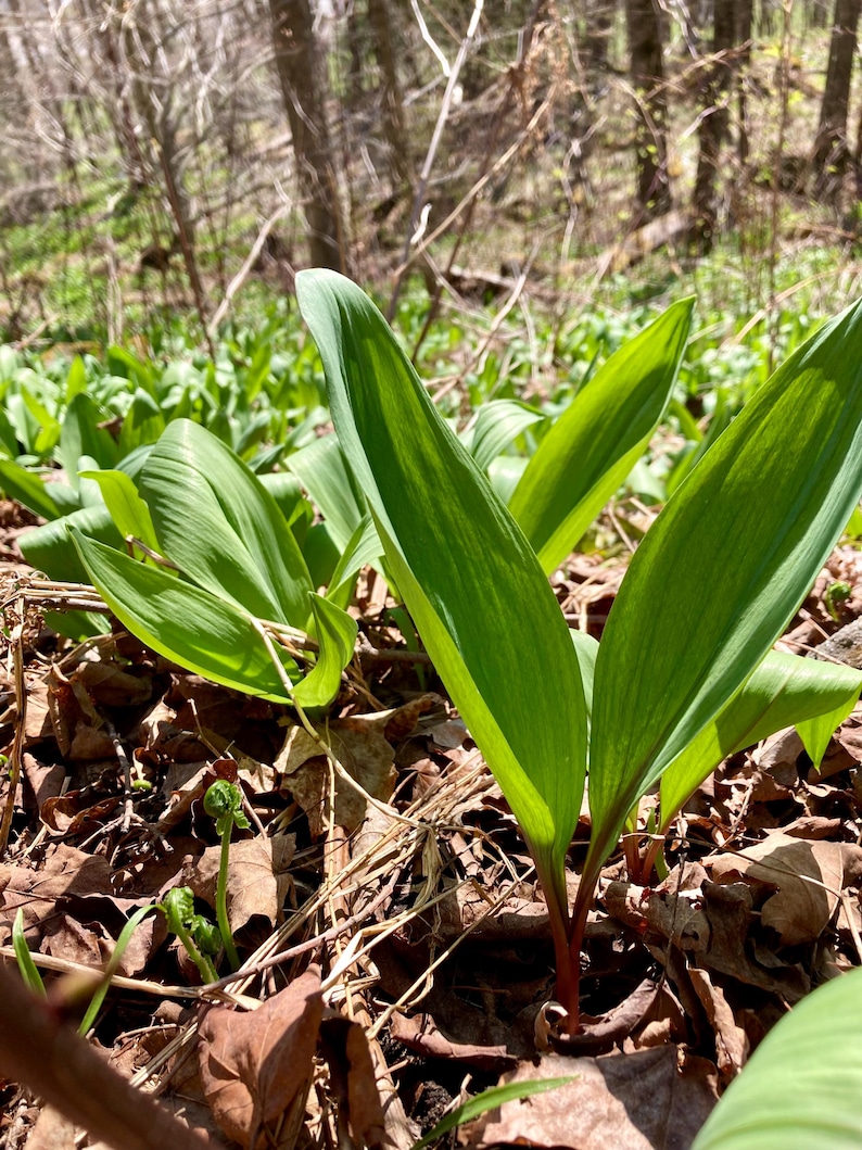 Wild Ramp (wild Leeks)- Seasoning Salts- 2 Oz.- Vegan and Gluten Free ...