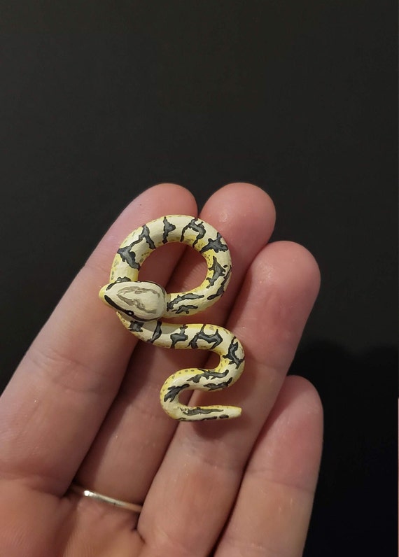 Pastel Spider Ball Python