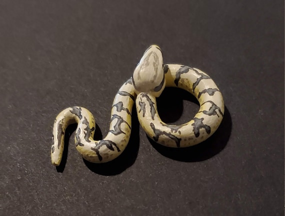 Baby Bumblebee Ball Python