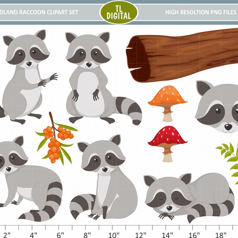 Raccoon Illustration - Etsy