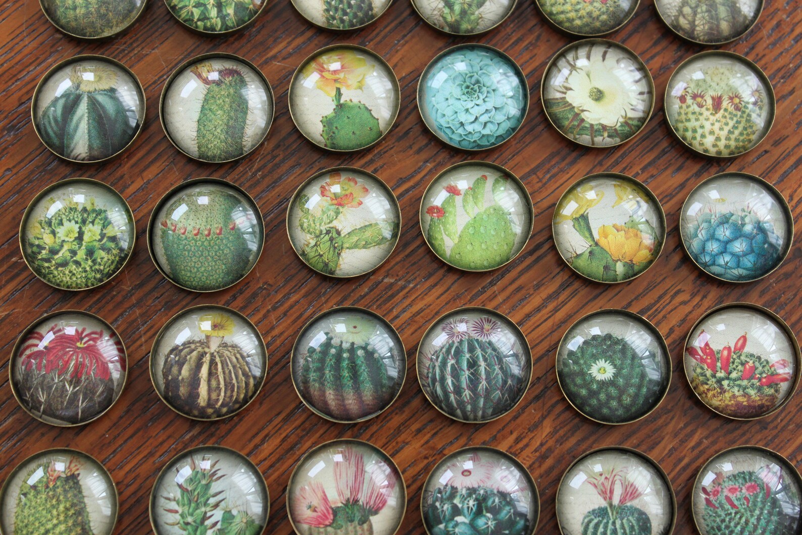 Cactus and Succulent Magnet Set Cacti Succulent | Etsy