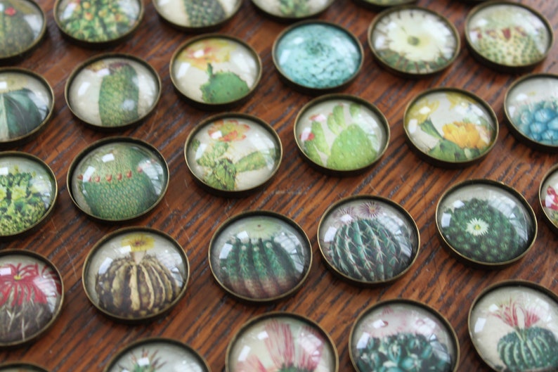 Cactus and Succulent Magnet Set Cacti Succulent | Etsy