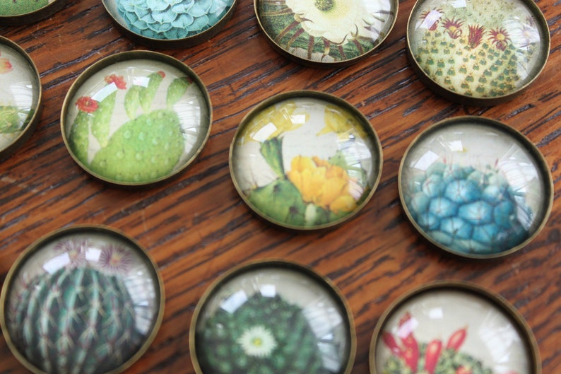 Cactus and Succulent Magnet Set Cacti Succulent | Etsy