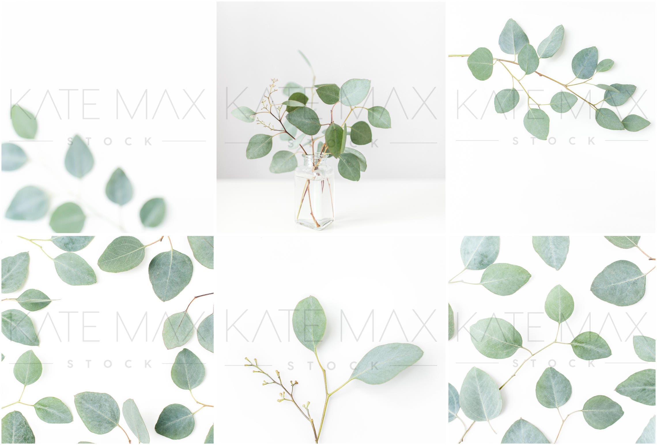 Simple Eucalyptus Stock Photo Bundle / Styled Stock Photos / - Etsy Ireland