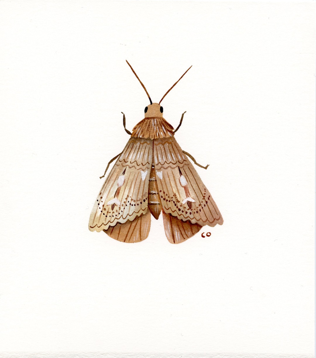 Watercolour Moth - Etsy