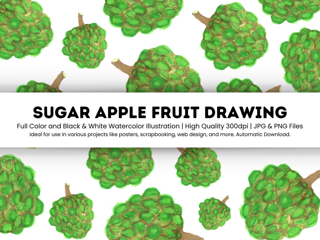 Watercolor Sugar Apple Clipart Atis Fruit Illustration Digital Download ...