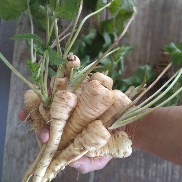 PhoebeFliesToTheMoon - Etsy Australia