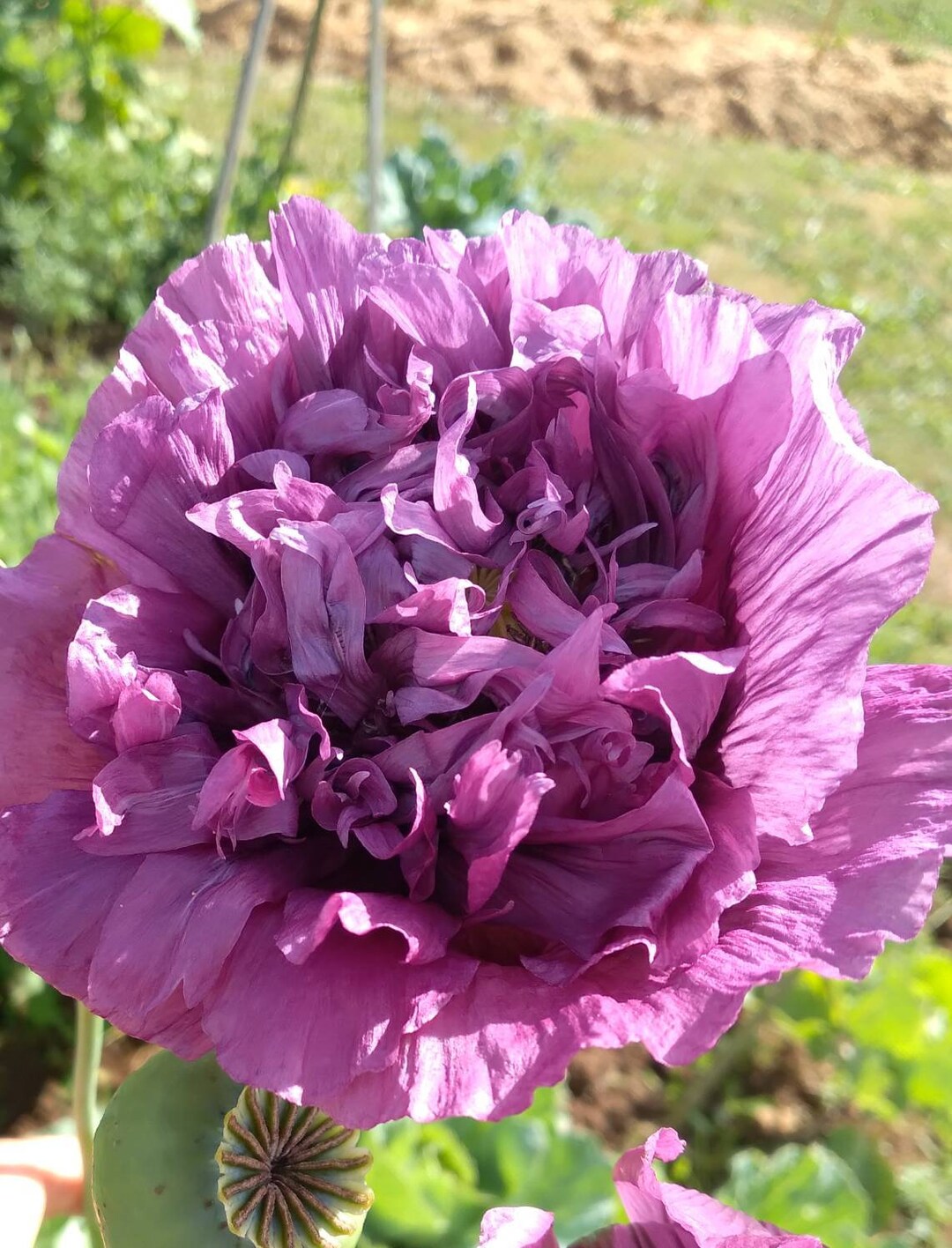 Frilly Purple Poppies Seed Heirloom Quality. - Etsy Australia
