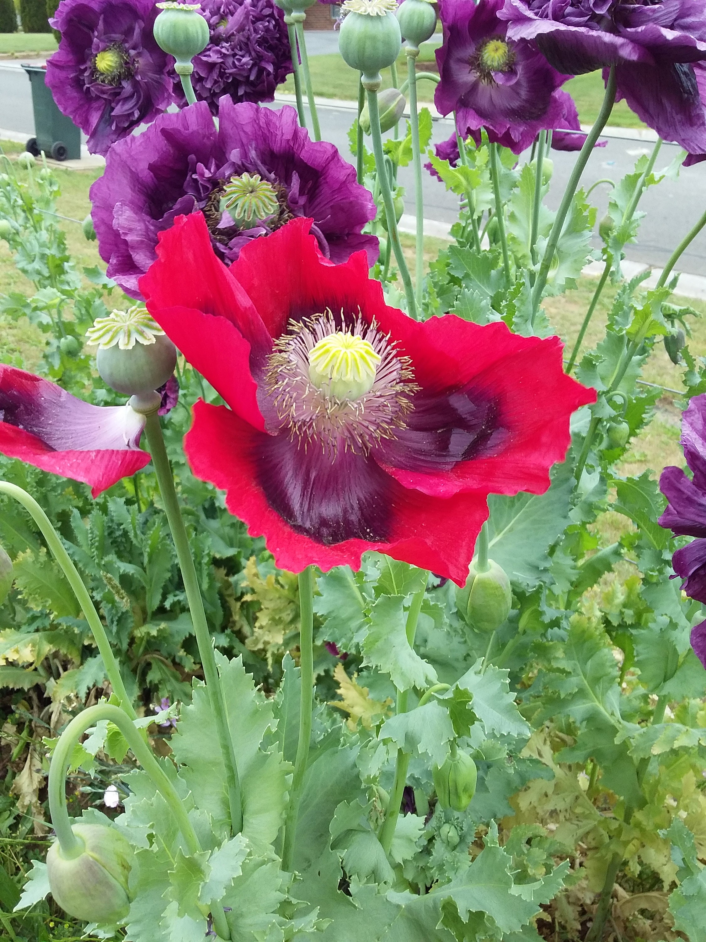 Poppy Flower Seeds X 500 Papaver Somniferum Tall Heirloom - Etsy Australia