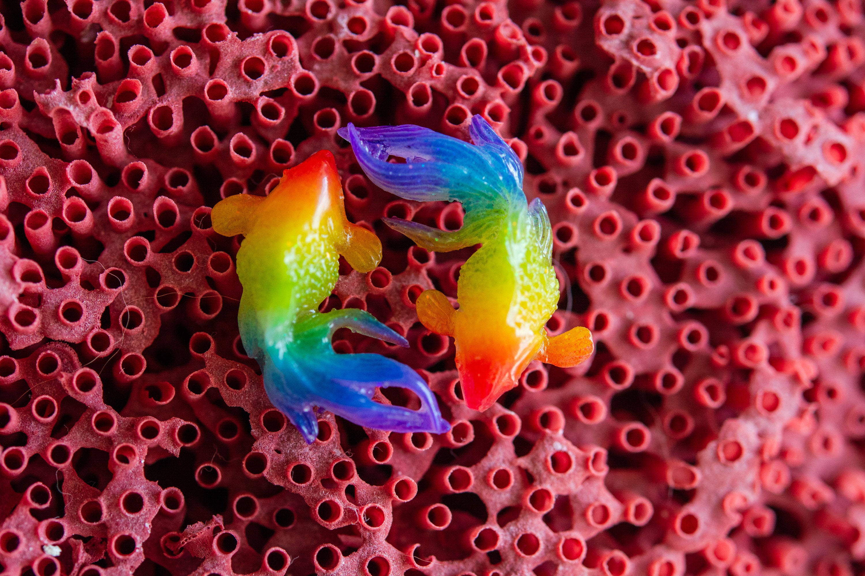 Rainbow pride fish Glow in the dark Rainbow goldfish - Etsy Nederland