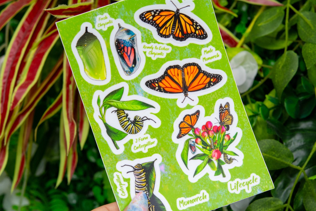 Monarch Life Cycle Vinyl Sticker Sheet, 4x6" Sticker Sheet, Caterpillar ...