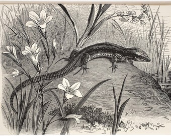 Print Engraving - Etsy