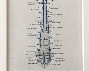 Spine Spinal Veins - Etsy