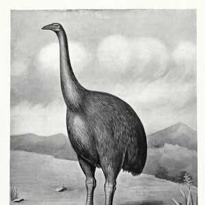 MOA Extinct Bird, Antique Natural History Print. 1920 Black & White ...