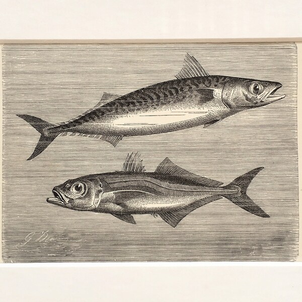 Mackerel - Etsy UK