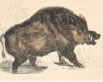 Wild Boar Engraving | Etsy