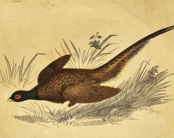 Pheasant Engraving - Etsy