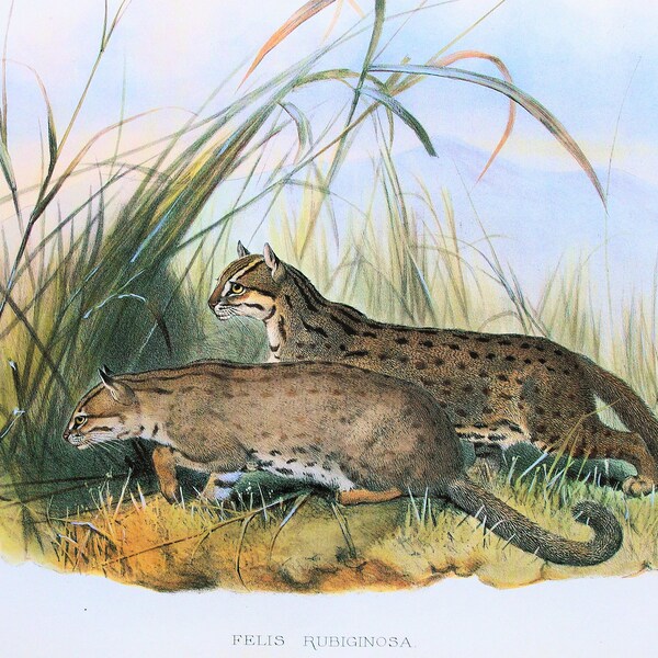 Wild Cat Print - Etsy