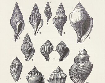 Shell animals | Etsy