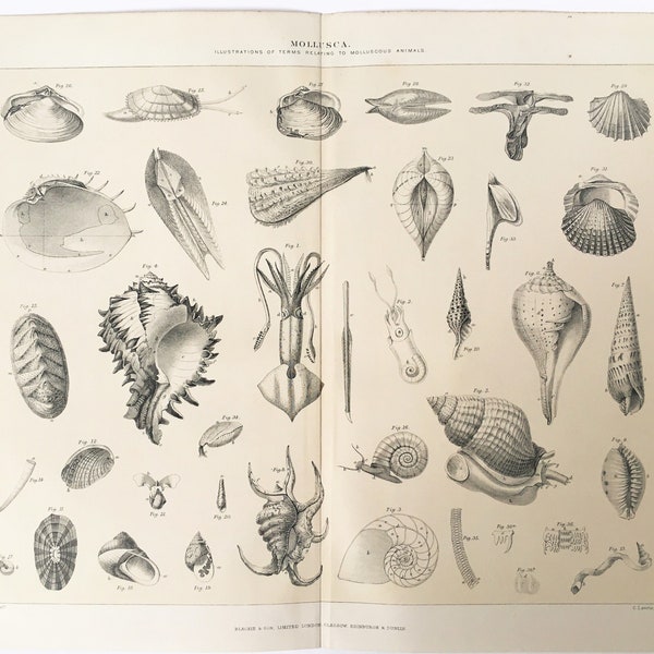 Sepia Shell Prints - Etsy