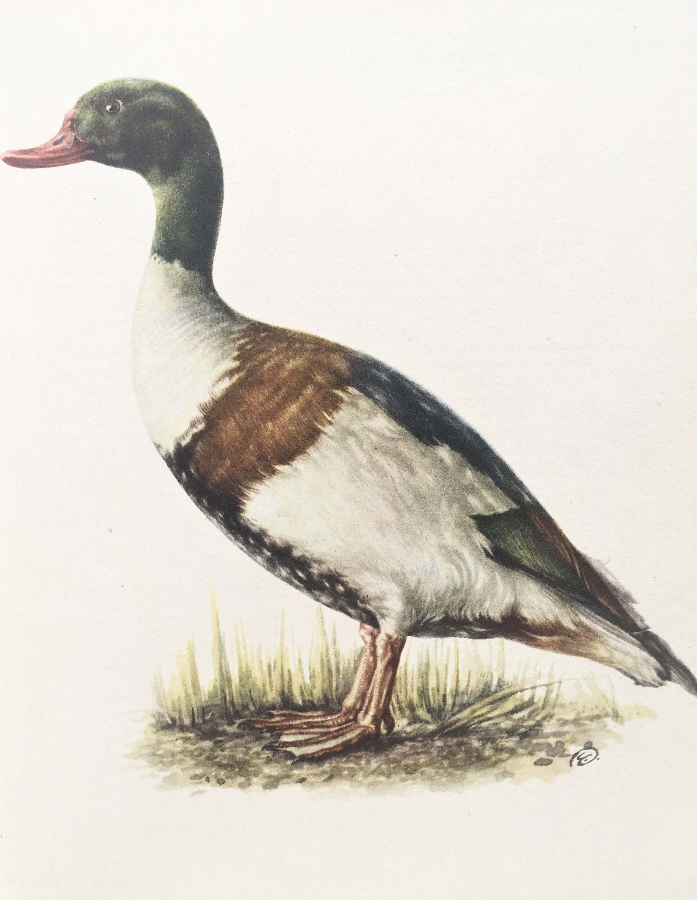 Digital Prints Art & Collectibles Vintage Shelduck Print Prints etna.com.pe
