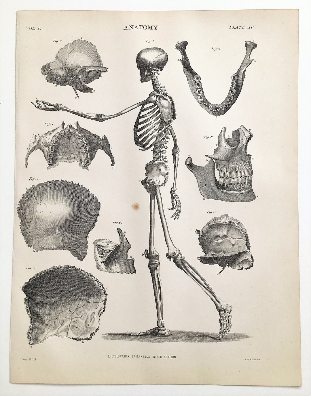 HUMAN SKELETON 1890s Antique Anatomy Print, Black and White Engraving ...